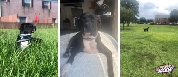 Krypto The Super Dog Workout Routine: How To Workout w/ Your Dog!